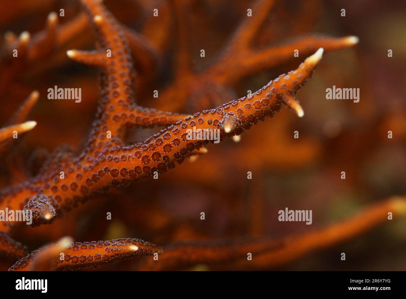 SPS coral in marine reef aquarium Stock Photo - Alamy