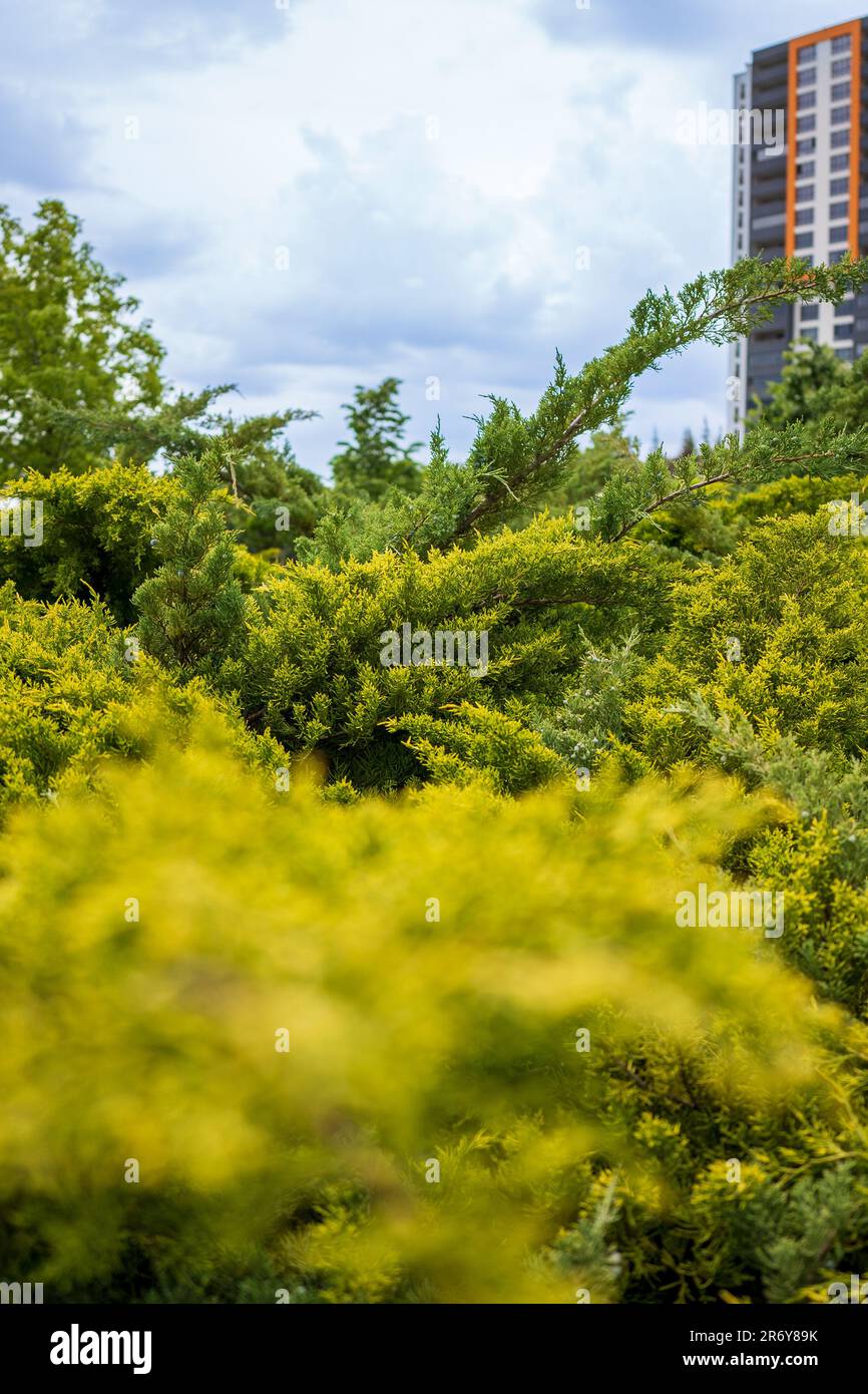 Green garden shrubs hi-res stock photography and images - Alamy