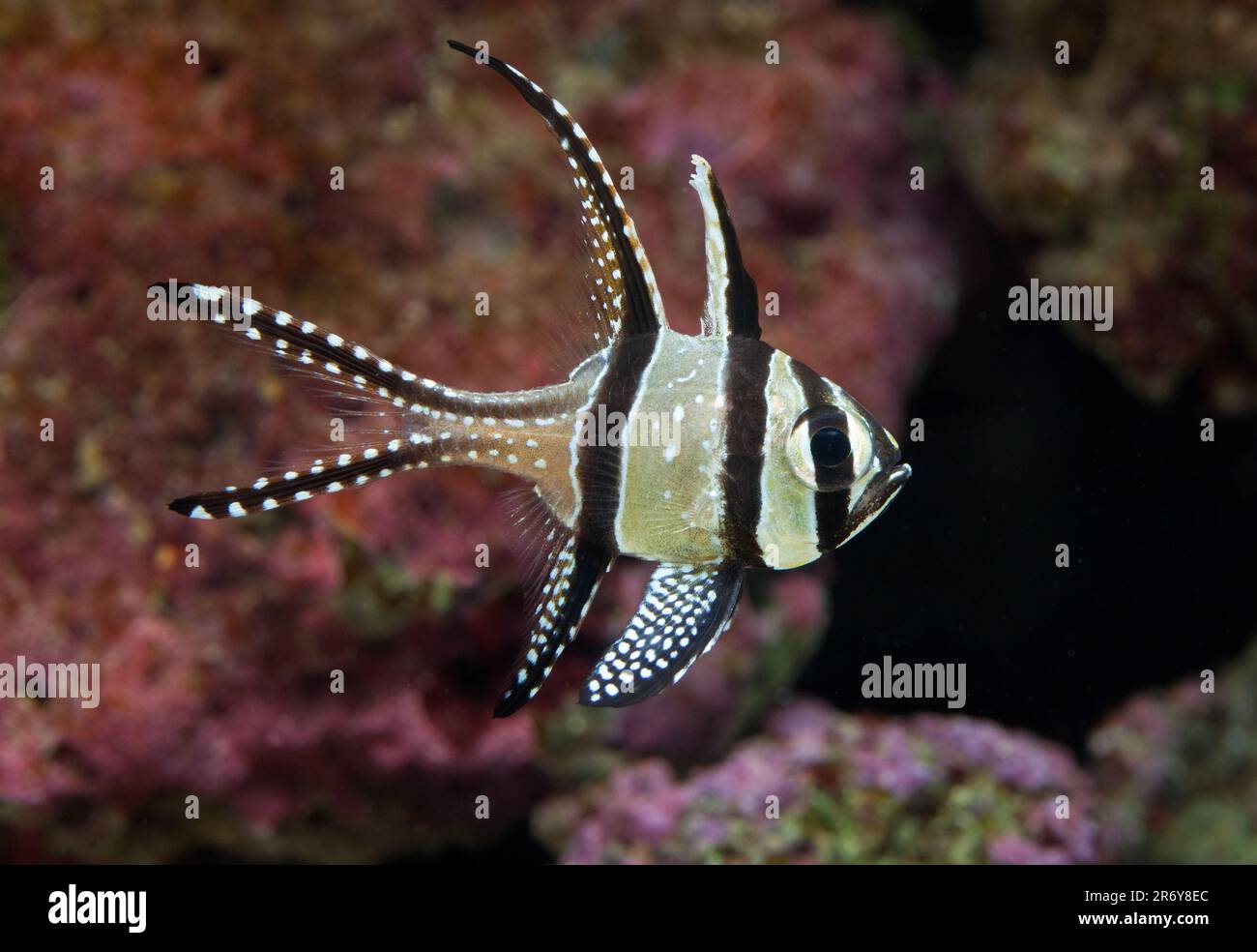 Bangai cardinal [ Pterapogon kauderni ] in marine reef aquarium Stock ...
