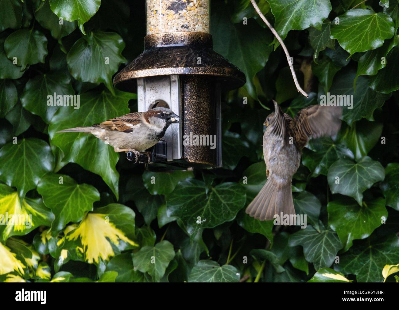 Pictured house hi-res stock photography and images - Alamy