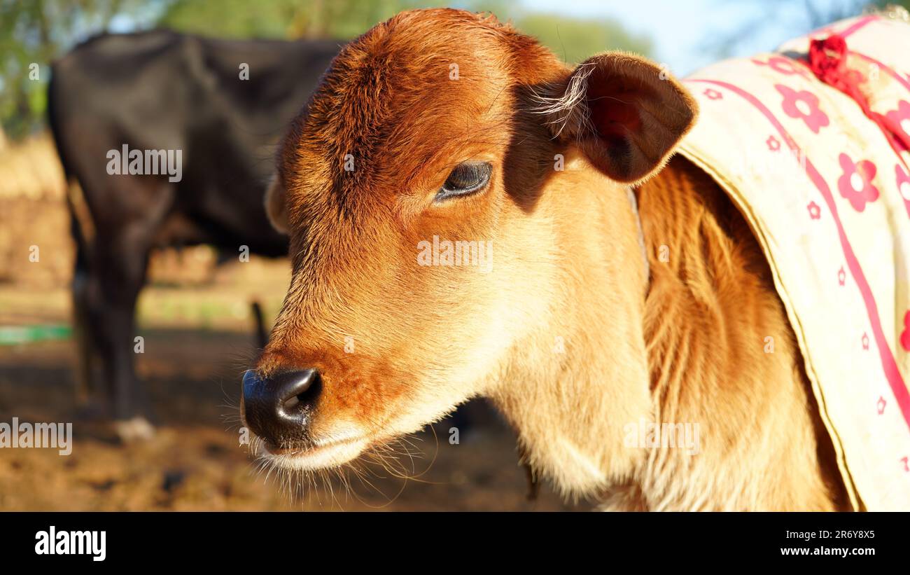 Cow Calf face , selective focus. Close up view of a cow calf enjoying ...