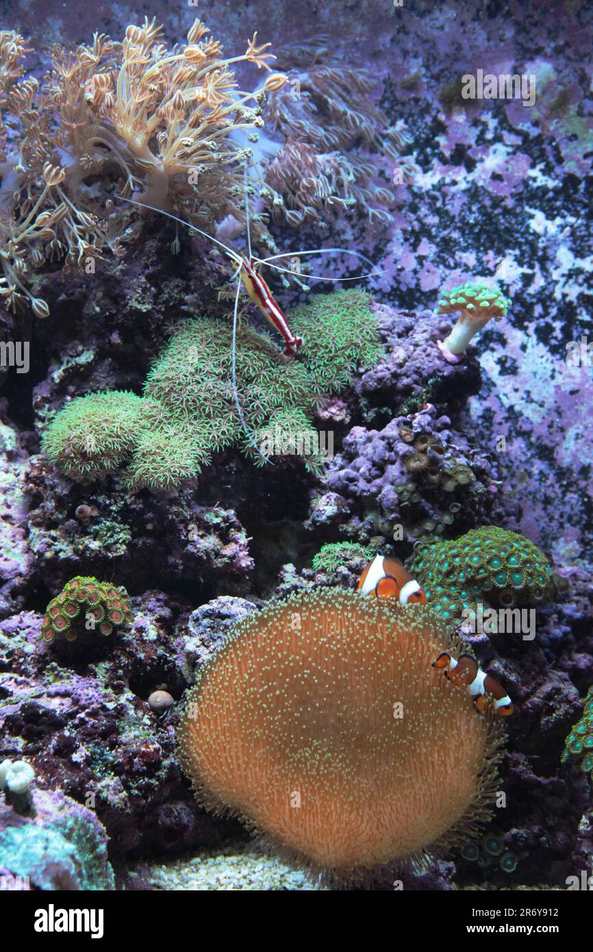 Cleaner Fish Of Coral Reef at Richard Avitia blog