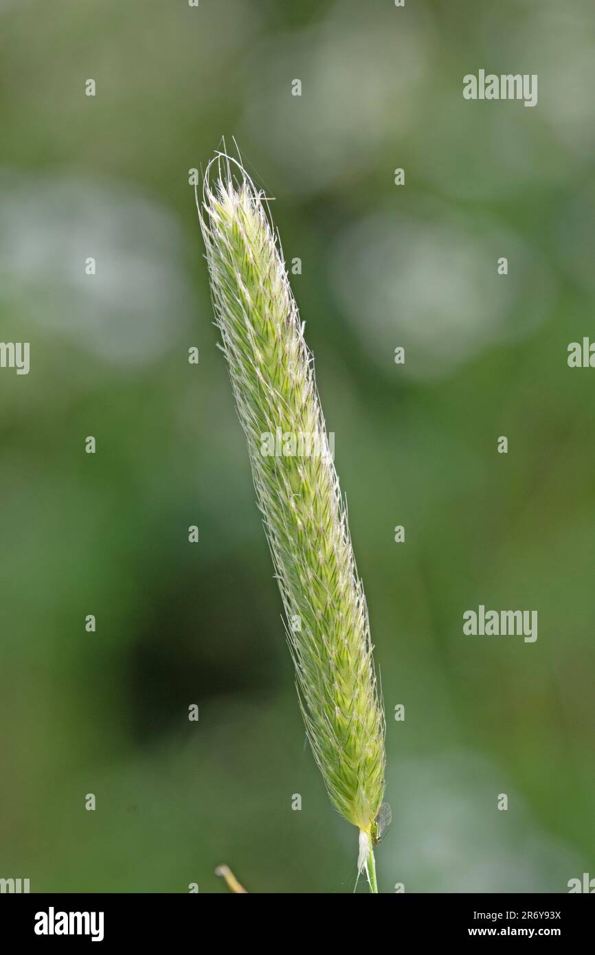 Meadow foxtail grass hi-res stock photography and images - Alamy
