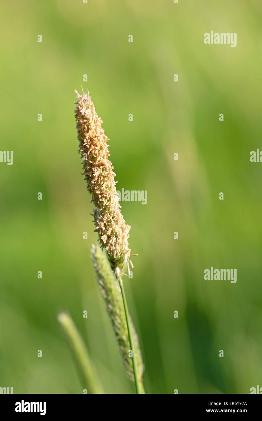 Close up macro image of meadow foxtail grass, early spring. Alopecurus ...