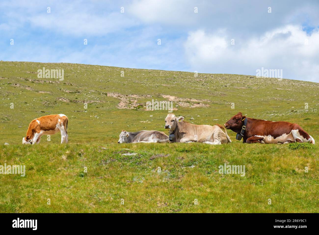 Cows calves lying resting hi-res stock photography and images - Alamy