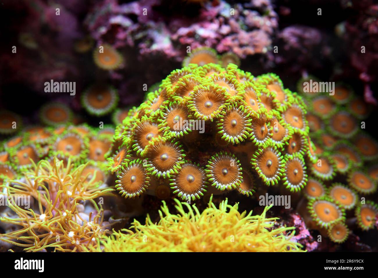 Soft corals [ Zoanthid sp ] in marine reef aquarium Stock Photo - Alamy