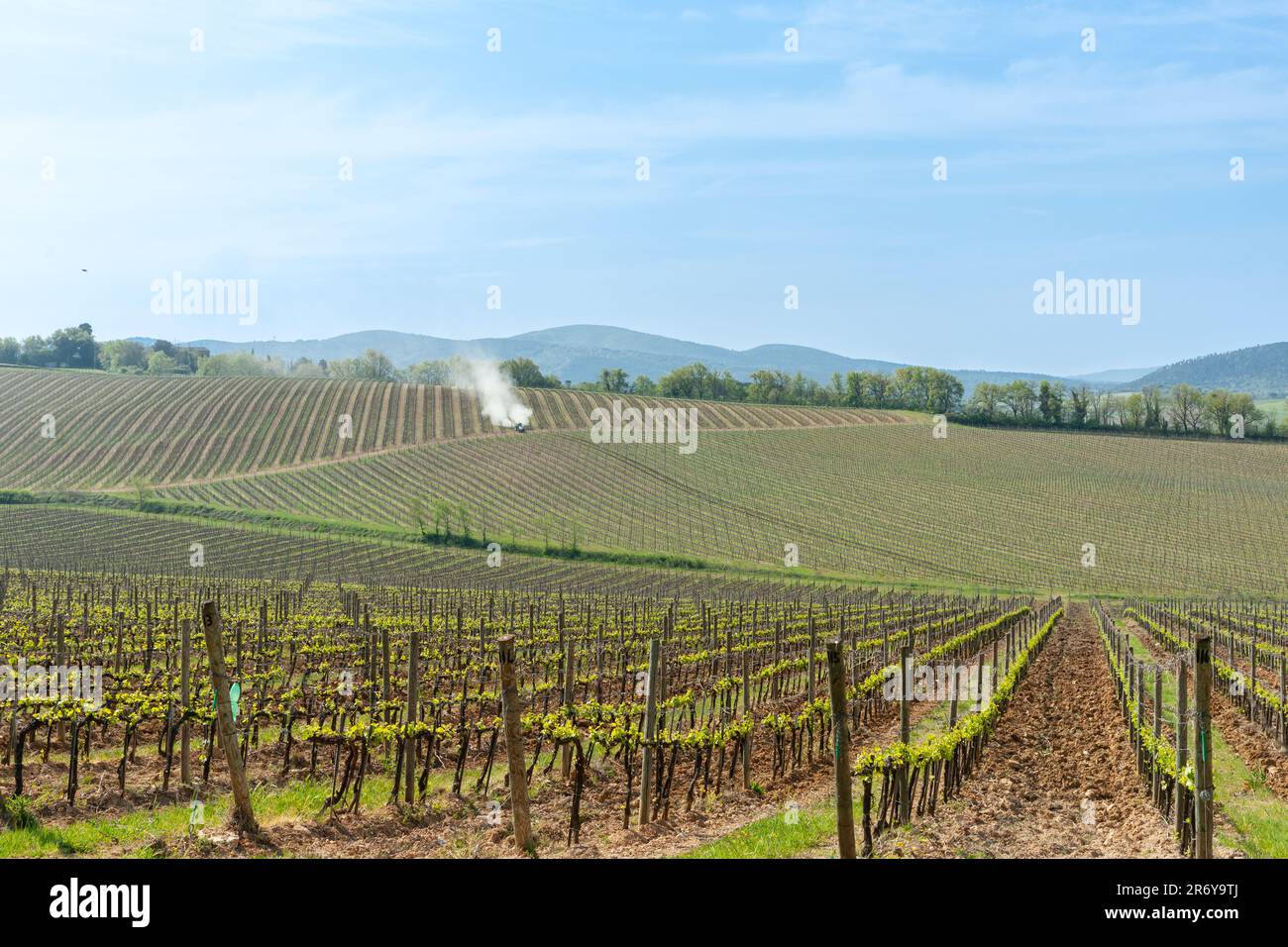 Expansive patterns in fields of vineyards in rural Italian landscape ...