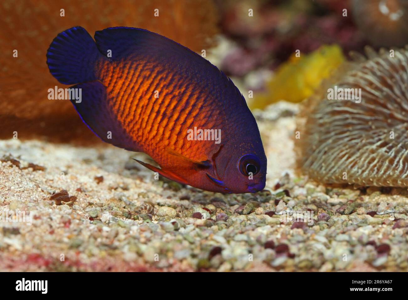 Coral Beauty [ Centropyge bispinosa ] in mmarine reef aquarium Stock ...