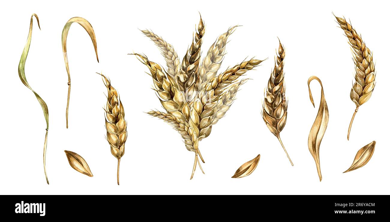 Set of wheat ear, dryed stalk, grains watercolor illustration isolated ...