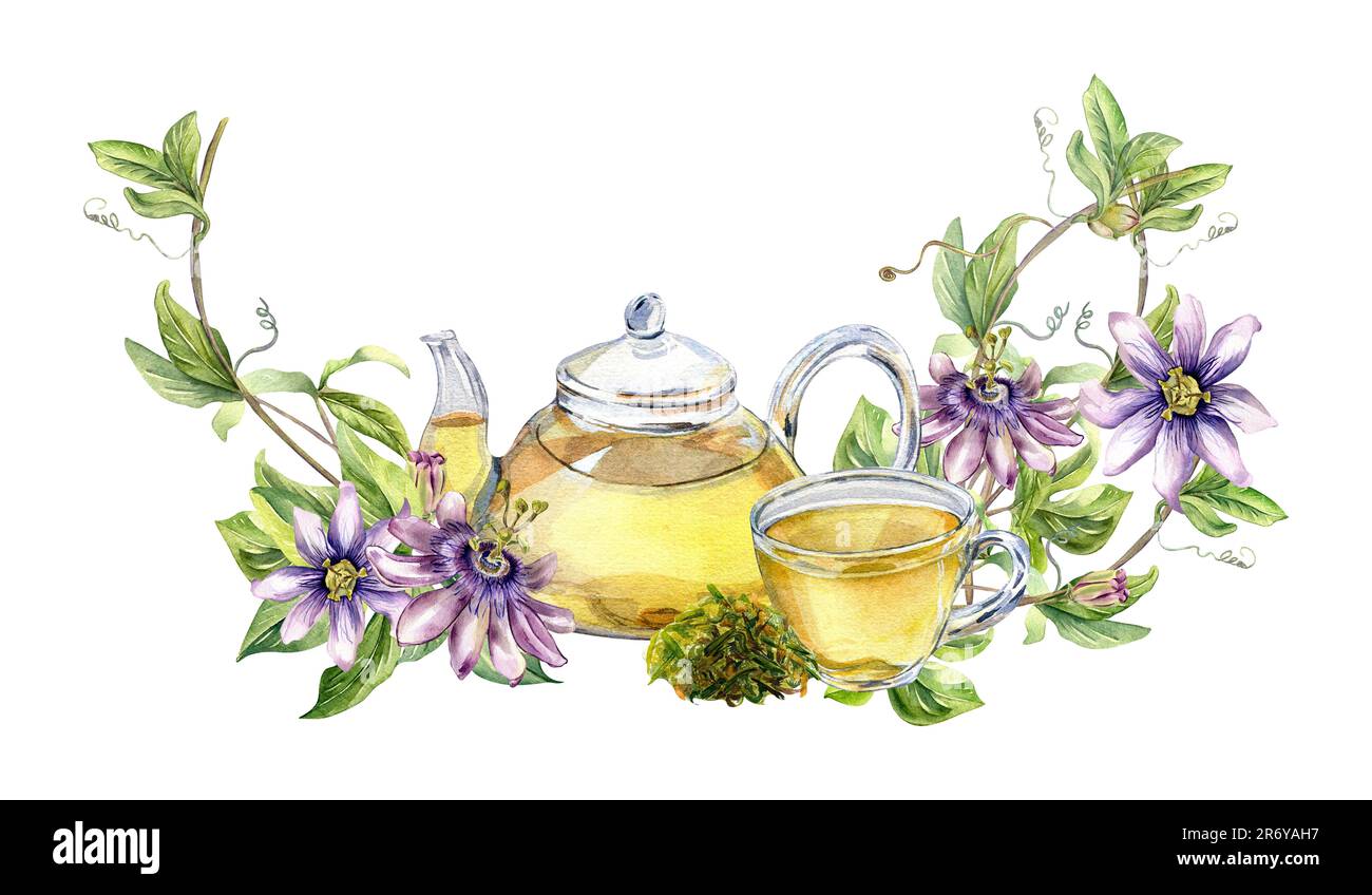 Composition of glass teapot and cup, passion flower, stem watercolor ...