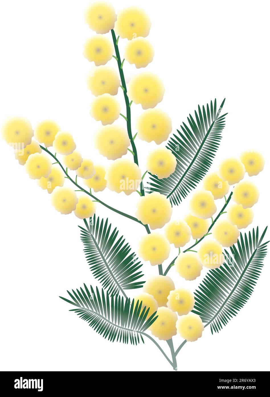 Branch yellow mimosa flowers Stock Vector Images - Alamy