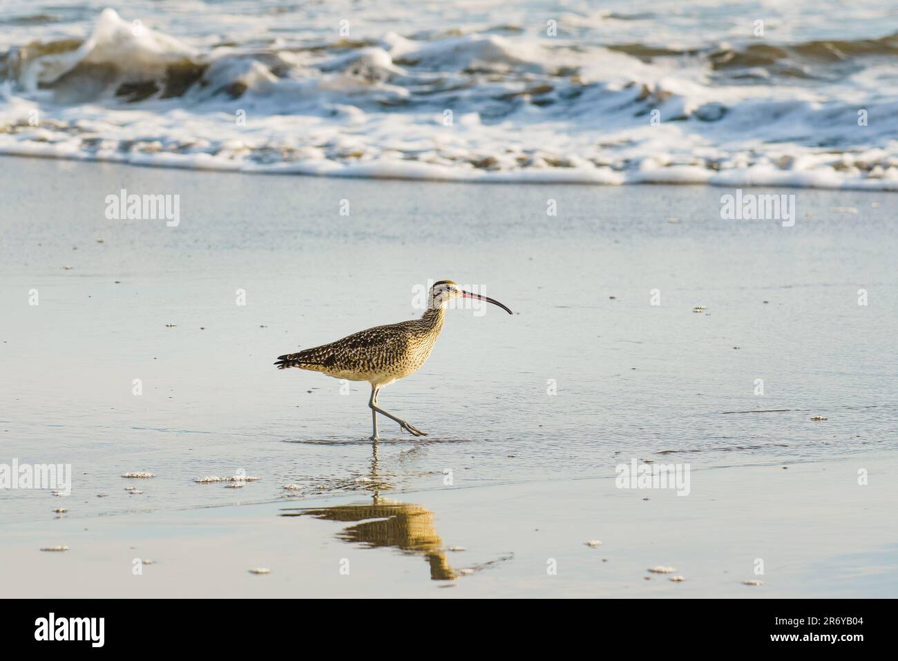 Usa north americas largest shorebird hi-res stock photography and ...