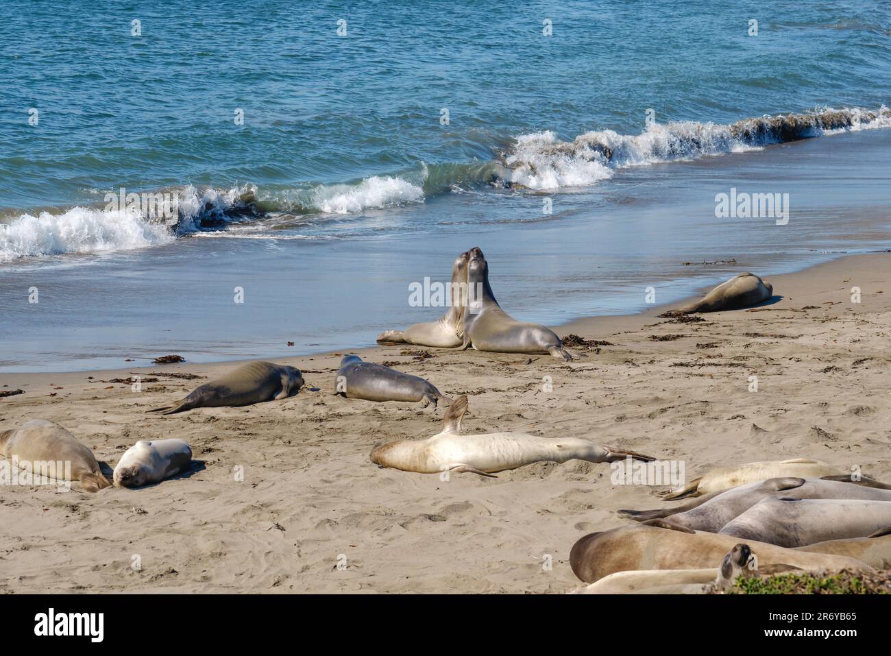 Seal colony on the beach, beautiful ocean view background Stock Photo ...