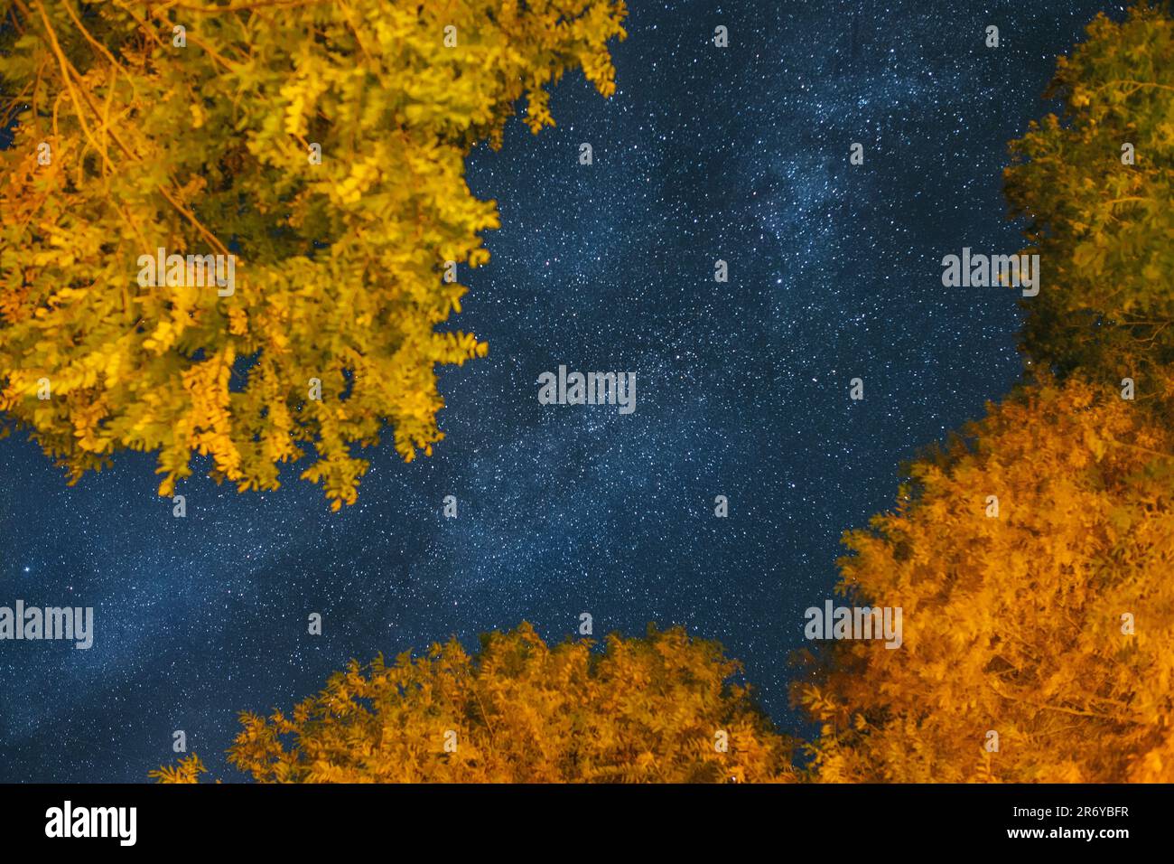 Dark autumn forest japanese maple hi-res stock photography and images ...