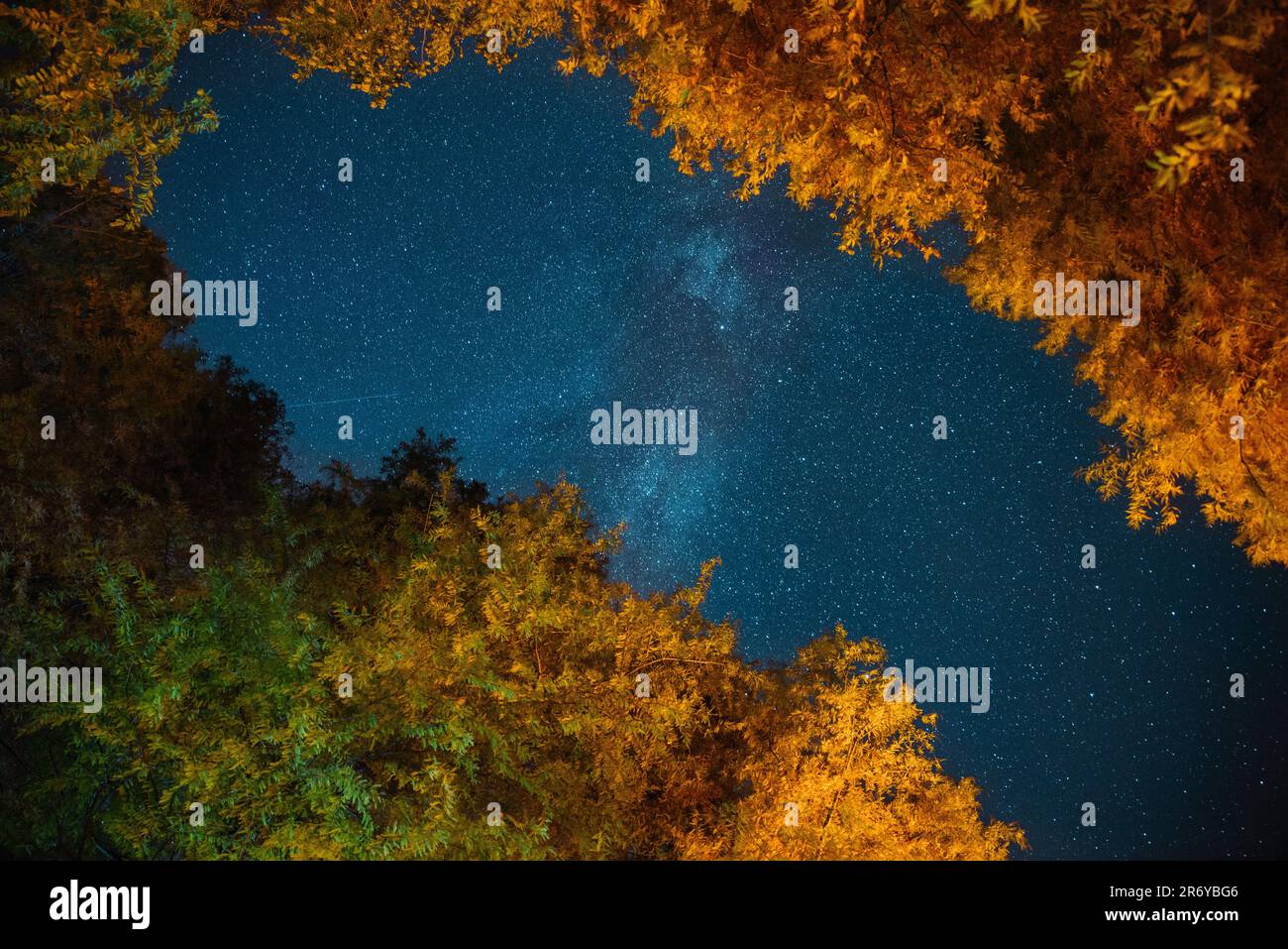 Dark autumn forest japanese maple hi-res stock photography and images ...