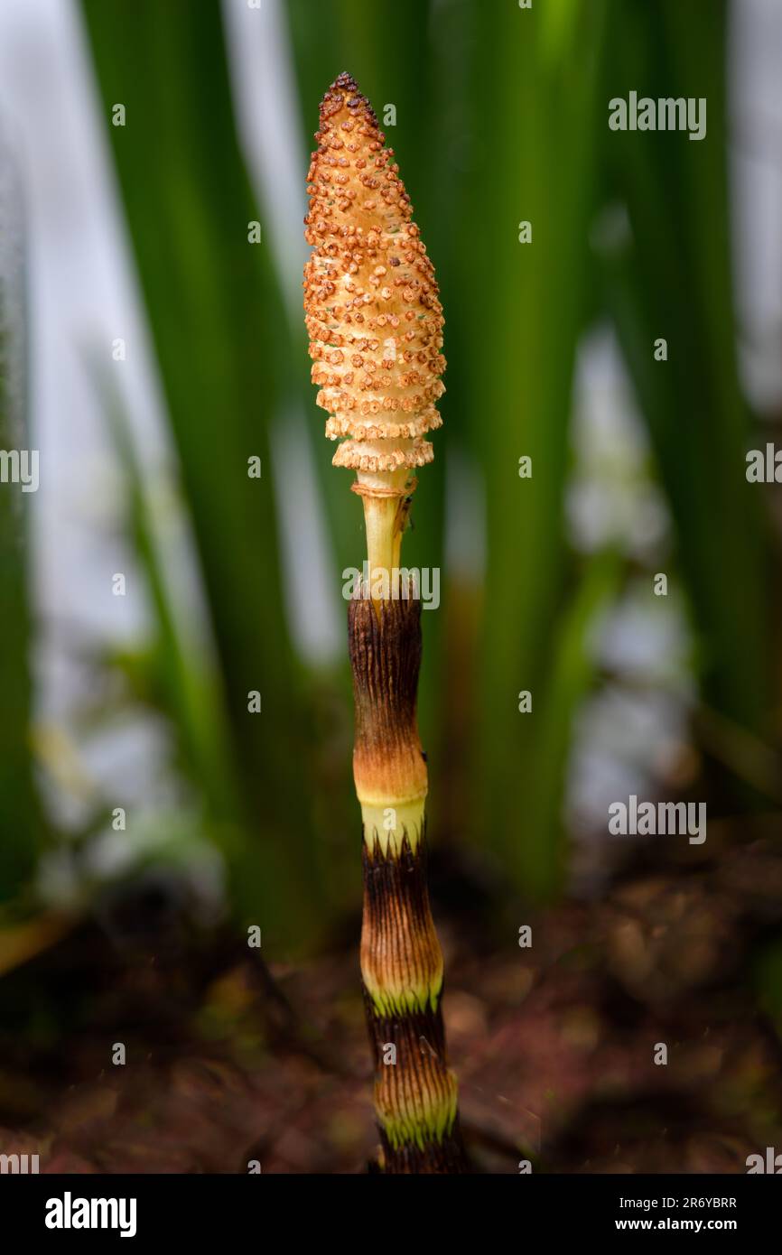 A close up of the plant called Horsetail, Equisetum arvense, or mare's ...