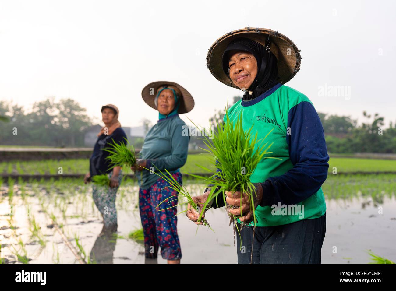 Rice farmers during a planting season in Karanganyar Regency, Central ...