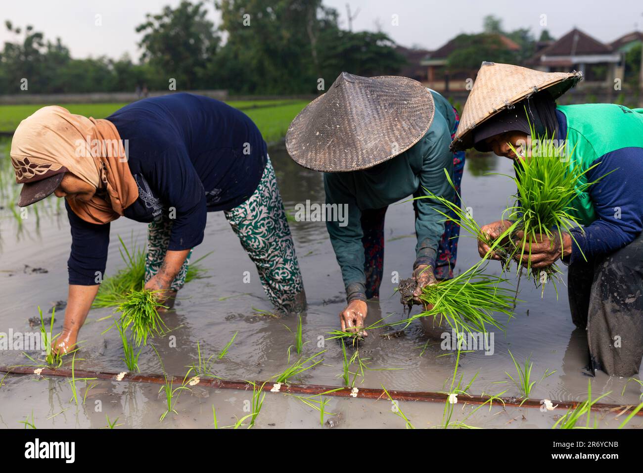 Rice farmers during a planting season in Karanganyar Regency, Central ...