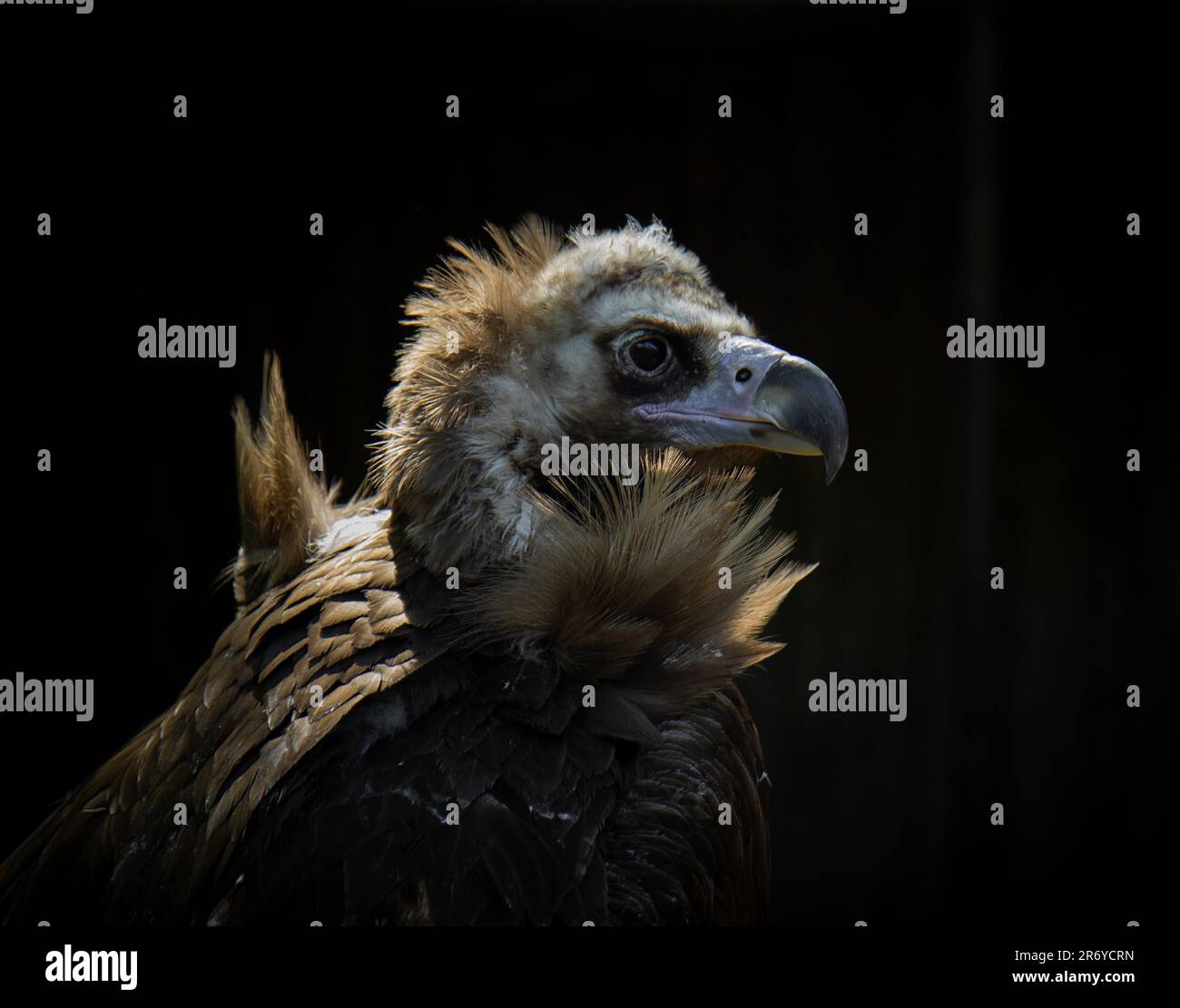 Bird looking forward hi-res stock photography and images - Alamy