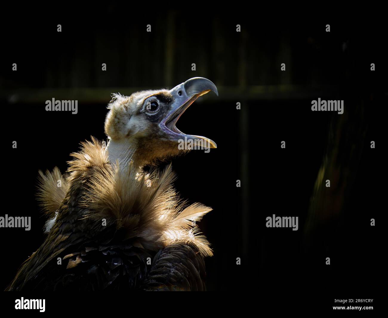 Cinereus Vulture Bird with open beak, dark background Stock Photo - Alamy