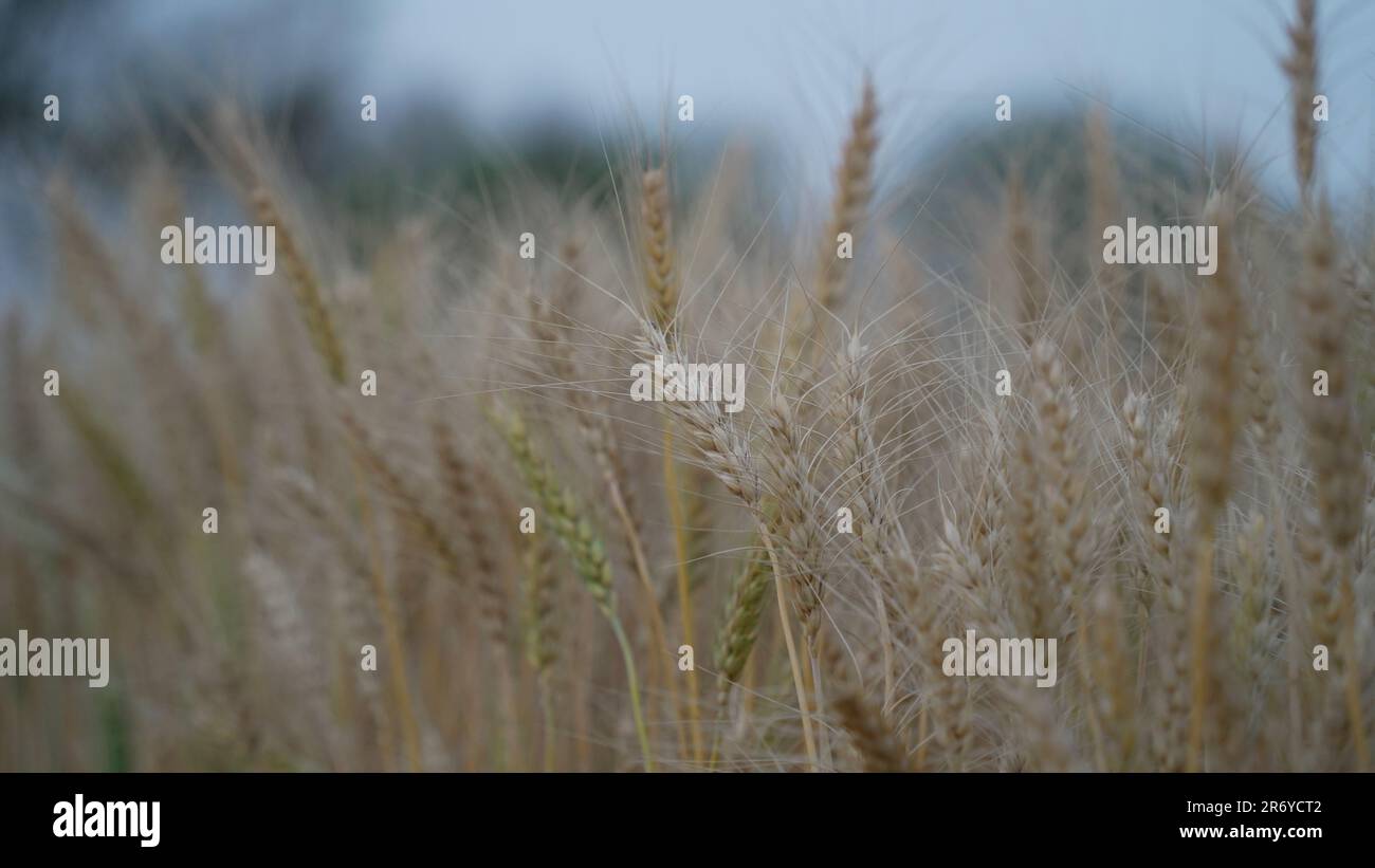 Indian countryside hi-res stock photography and images - Alamy