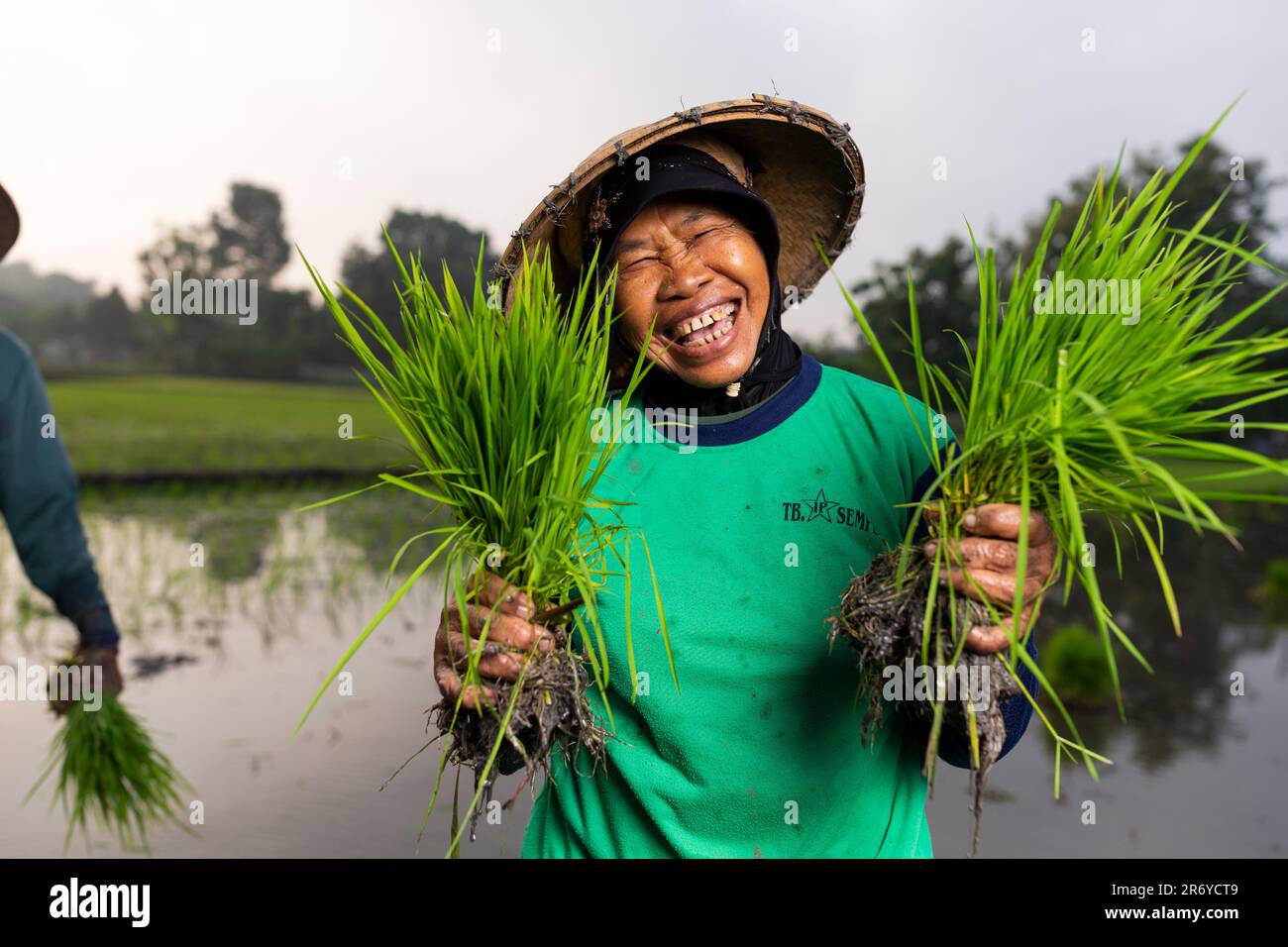 Rice farmers during a planting season in Karanganyar Regency, Central ...