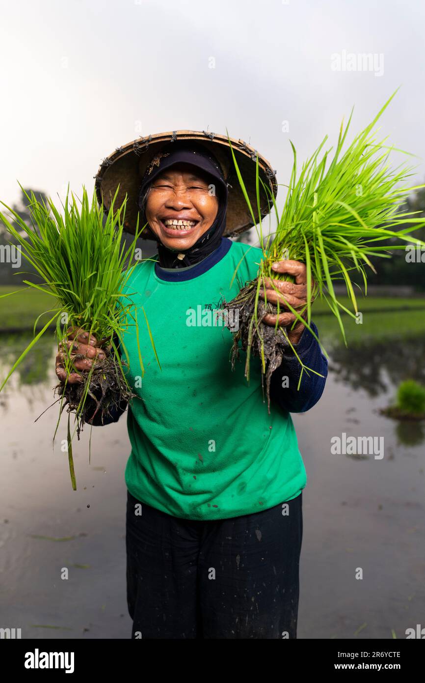 Rice farmers during a planting season in Karanganyar Regency, Central ...