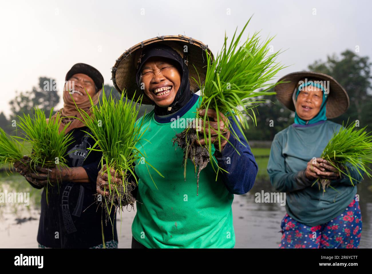 Rice farmers during a planting season in Karanganyar Regency, Central ...