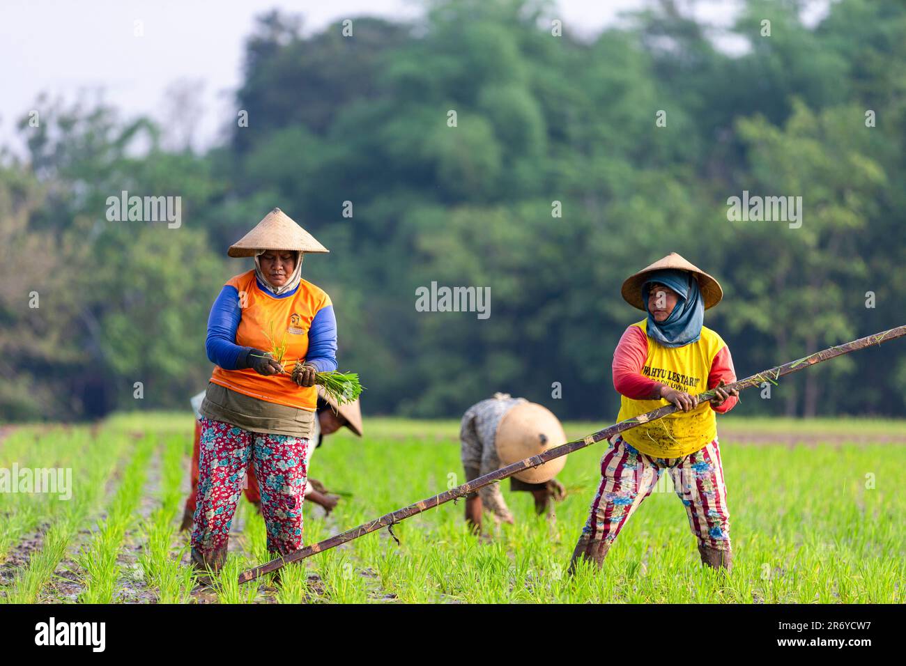 Rice farmers during a planting season in Karanganyar Regency, Central ...