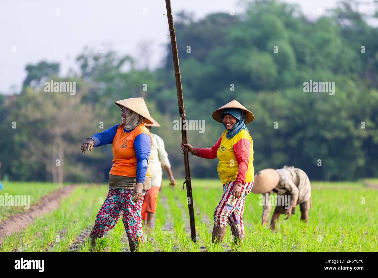 Rice farmers during a planting season in Karanganyar Regency, Central ...