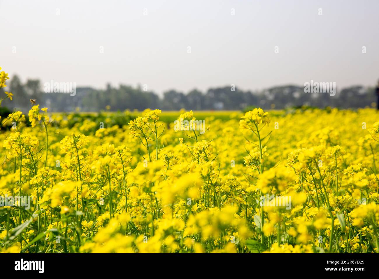 Blooming mustard field hi-res stock photography and images - Alamy