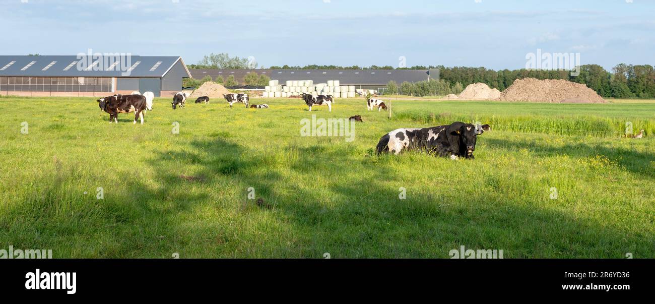 beef bull and cows near farm in dutch province of utrecht in spring ...