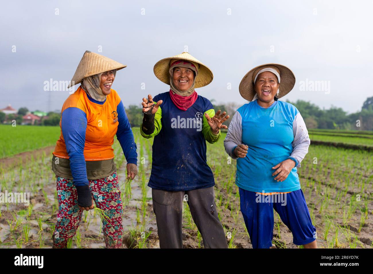 Rice farmers during a planting season in Karanganyar Regency, Central ...