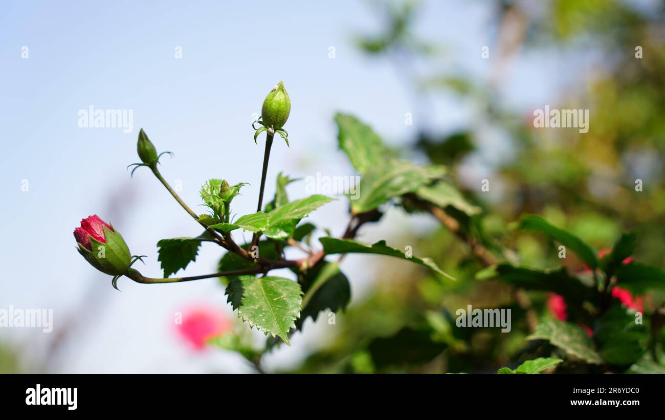 Gudhal, hibiscus flower bud with insect. blur background. New budding ...