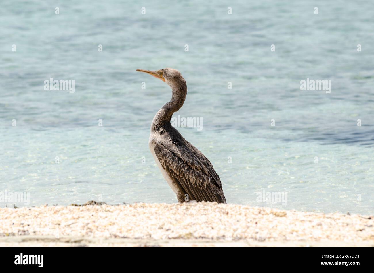 Dukhan qatar hi-res stock photography and images - Alamy