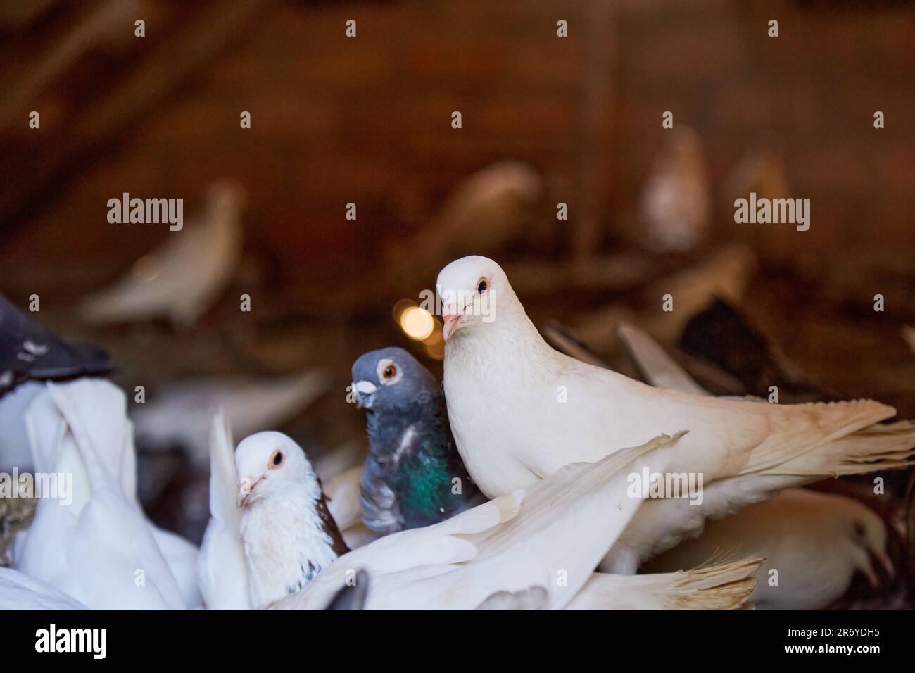Breeding purebred pigeons at private yard. Warm house for birds. Hobby ...