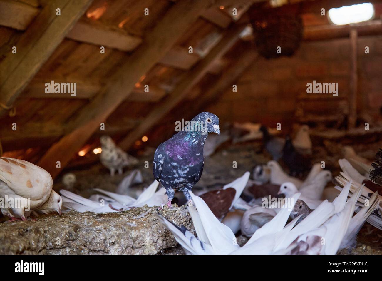 Breeding purebred pigeons at private yard. Warm house for birds. Hobby ...