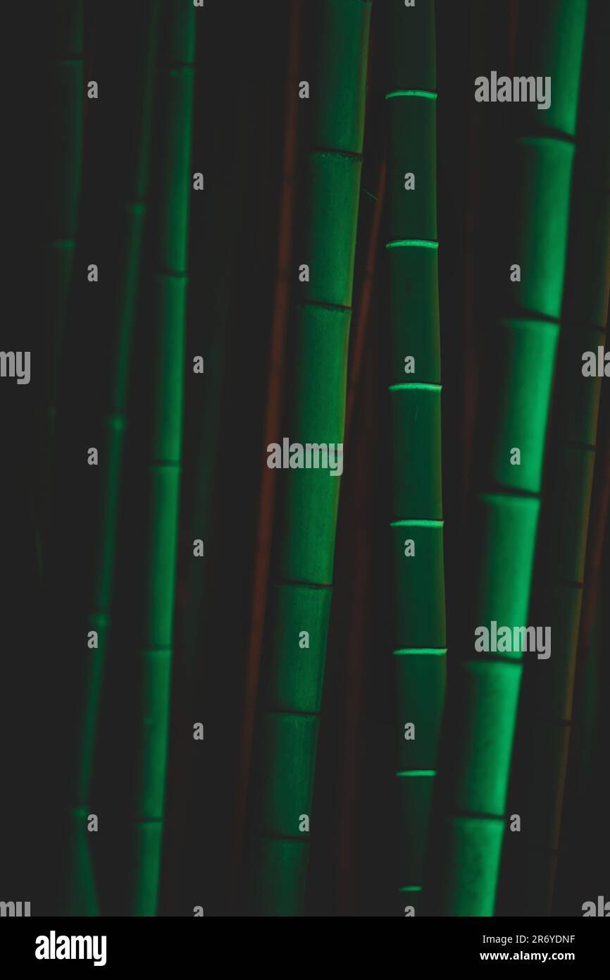 Illuminated bamboo trees in the night Stock Photo - Alamy