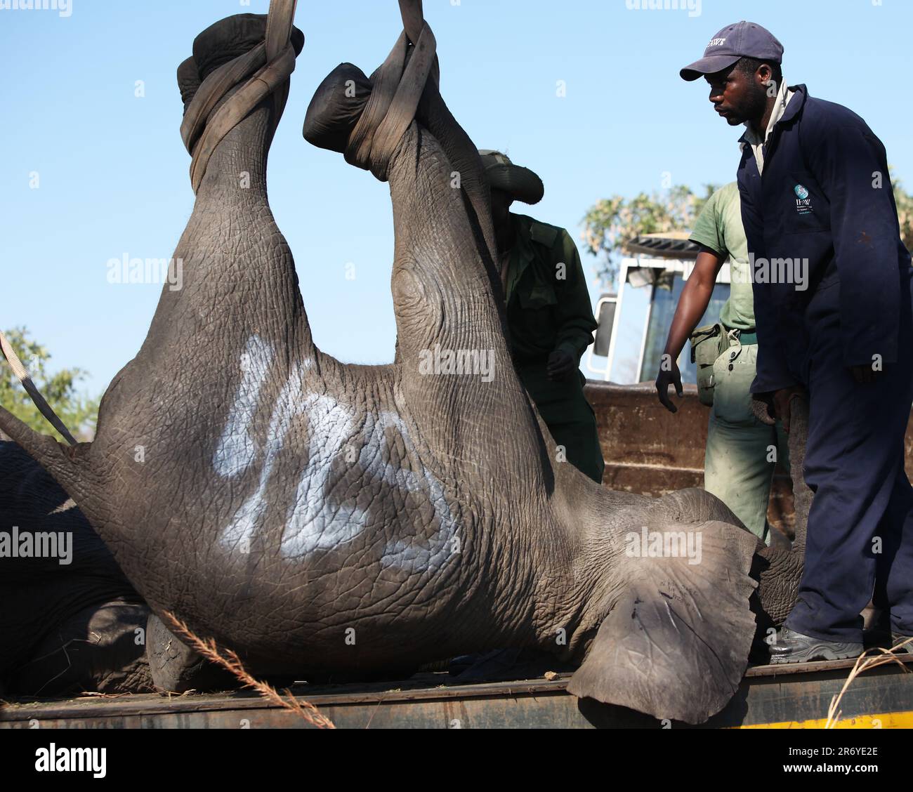 A young African elephant lowered on to a truck for relocation to the ...