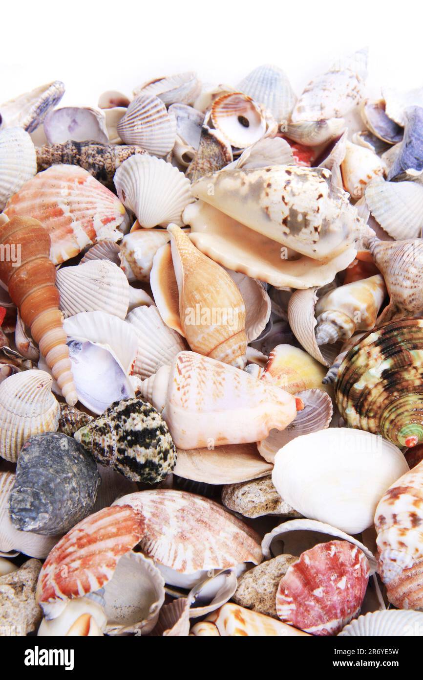 sea shells as very nice natural background Stock Photo - Alamy