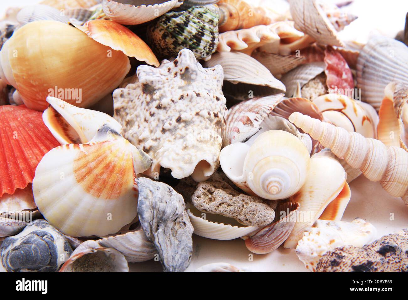 sea shells as very nice natural background Stock Photo - Alamy