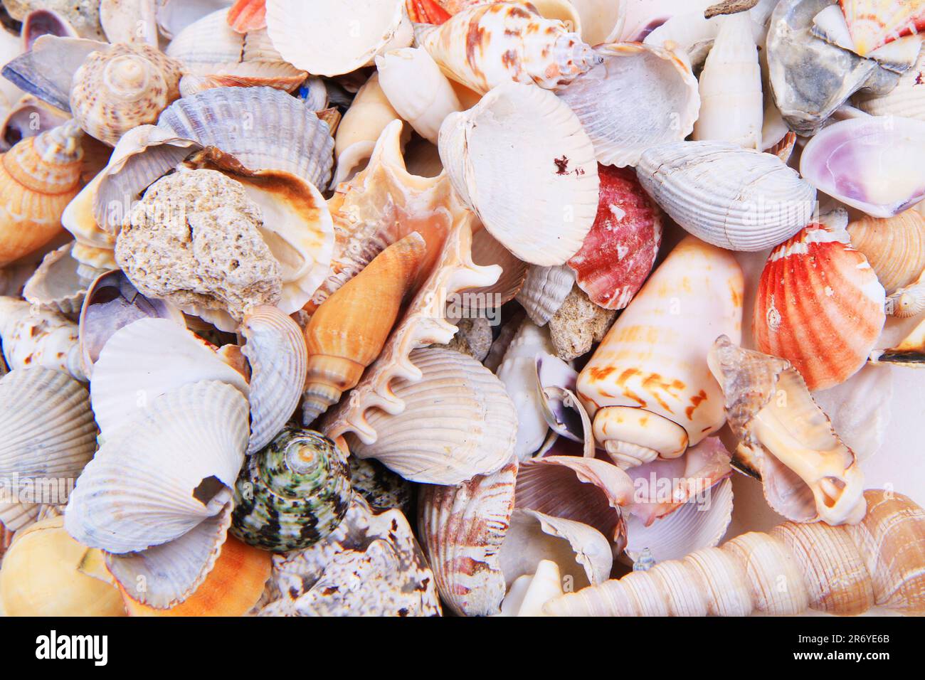 Nice shells hi-res stock photography and images - Alamy