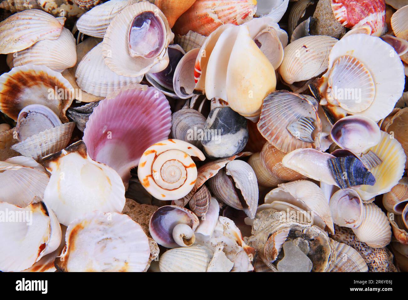 sea shells as very nice natural background Stock Photo - Alamy