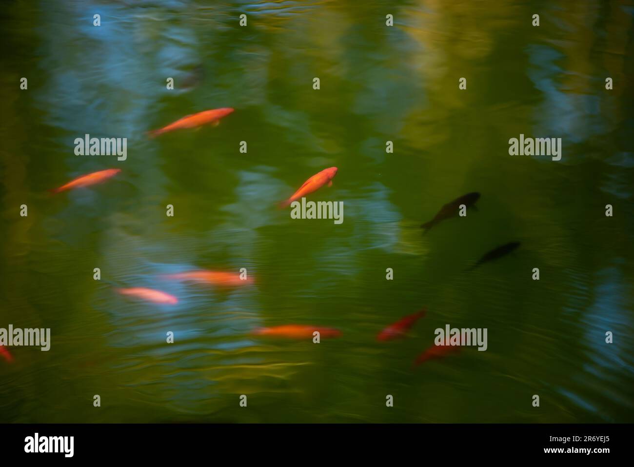 Golden fish in the water Stock Photo - Alamy