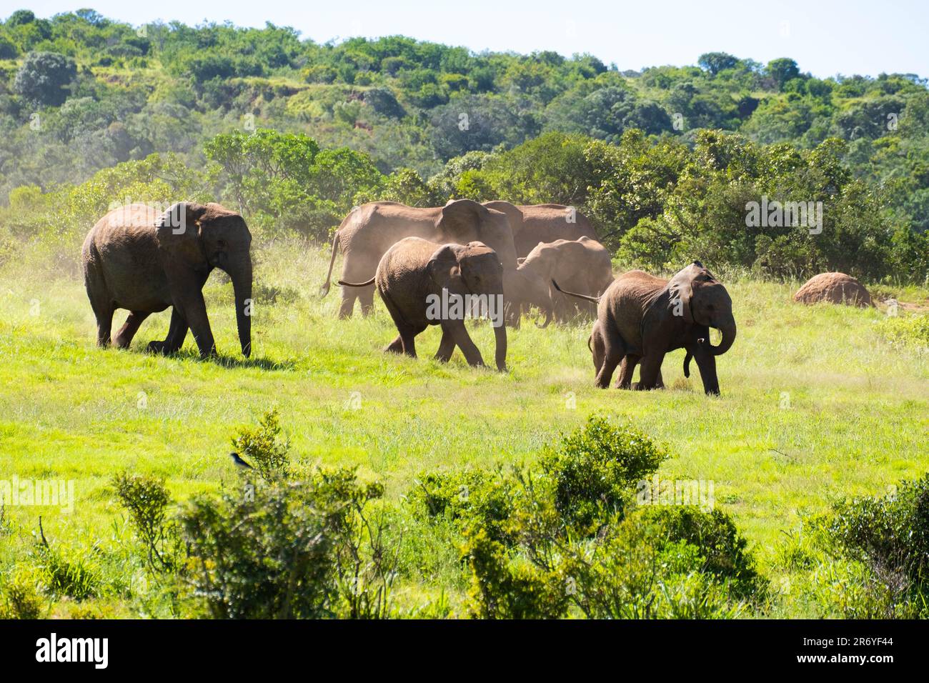 A large herd of African elephants enjoying the sunshine in their ...