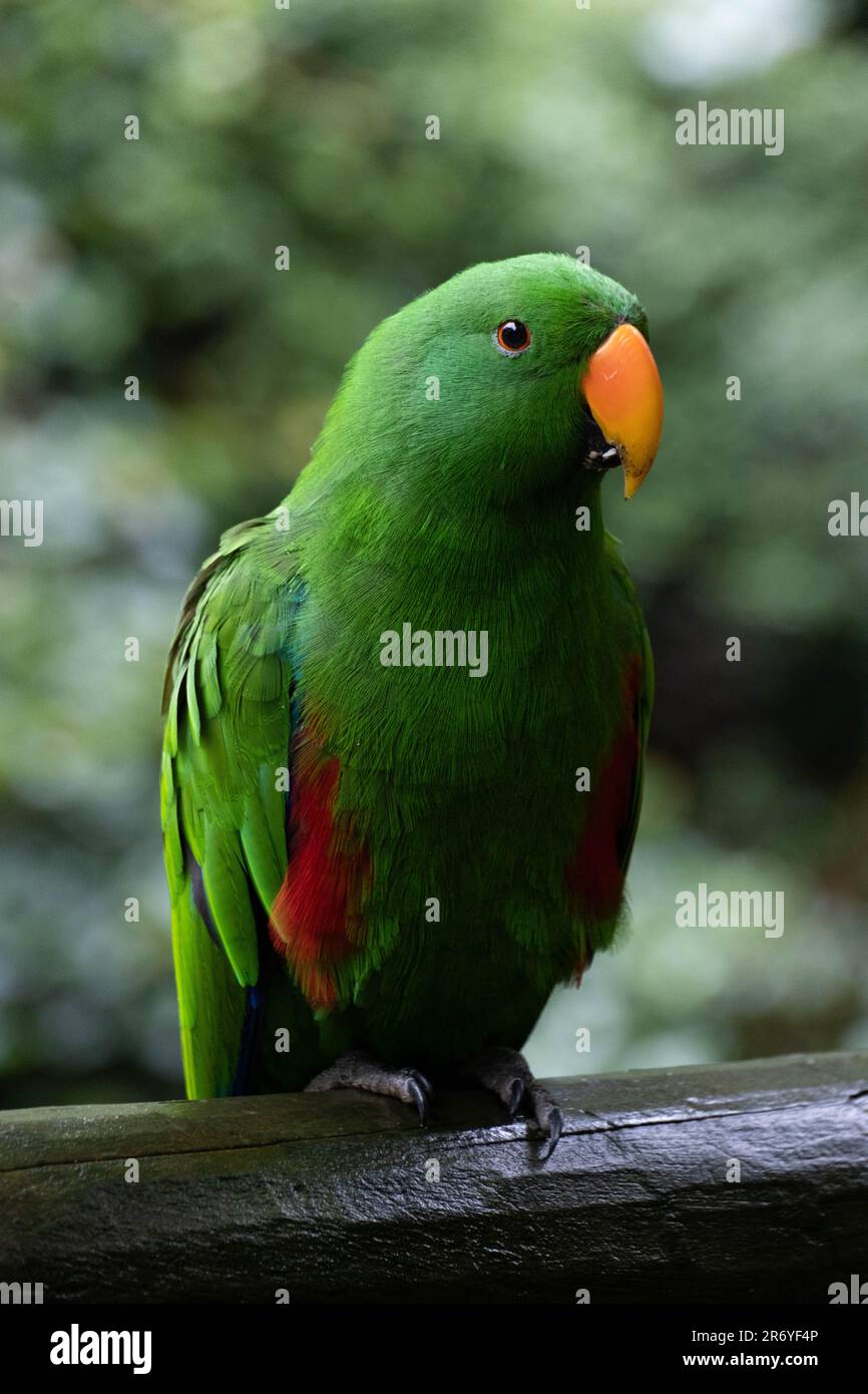 A vibrant green parrot perched on a branch in a natural-looking ...