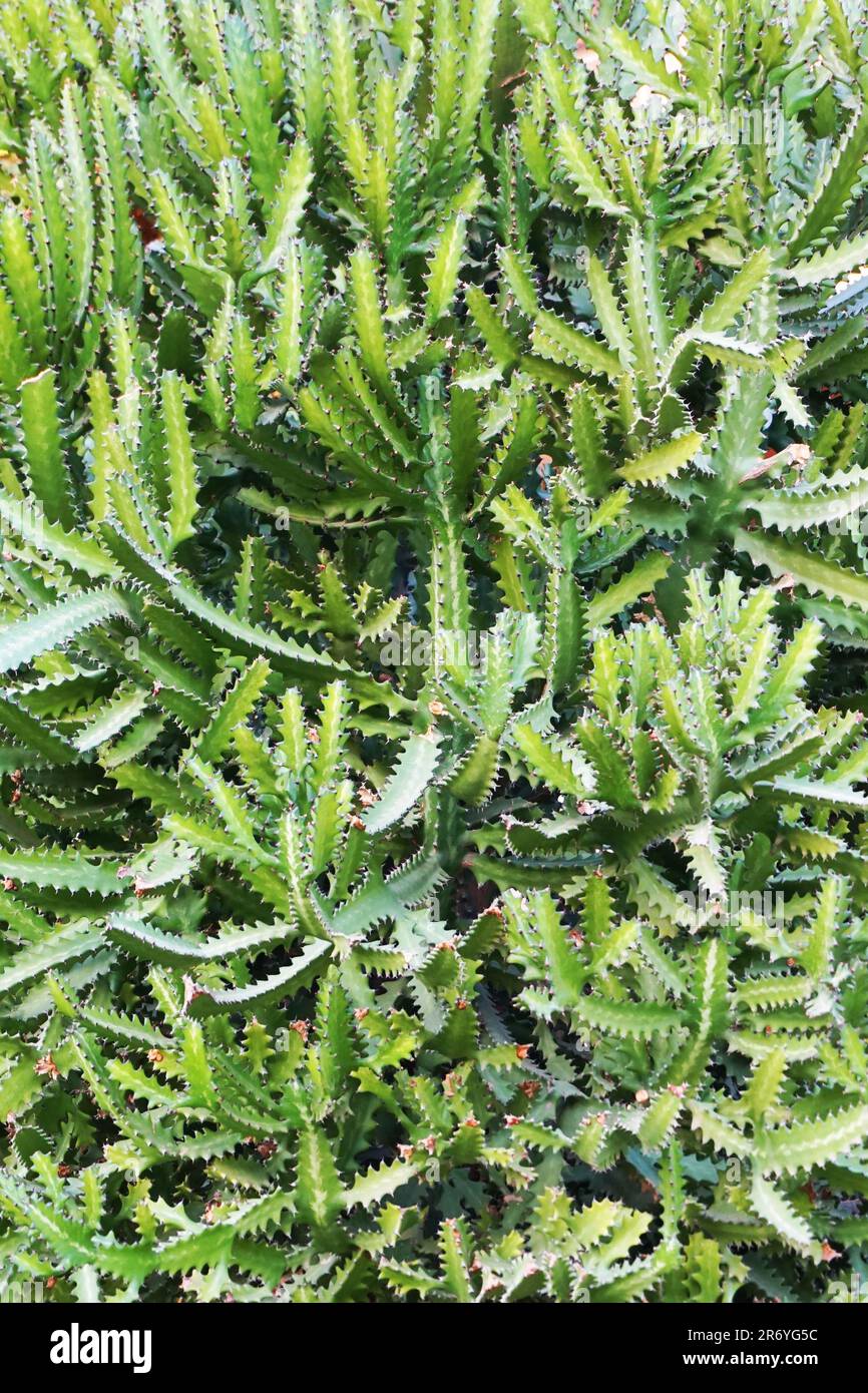green cactus texture as nice natural background Stock Photo - Alamy