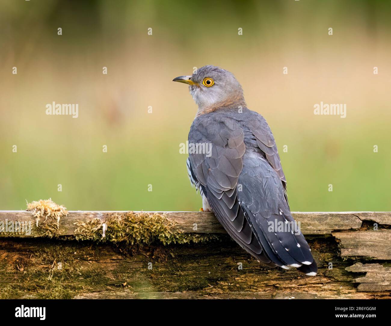 Female Cuckoo, (Cuculus canorus) also known as the Common Cuckoo ...