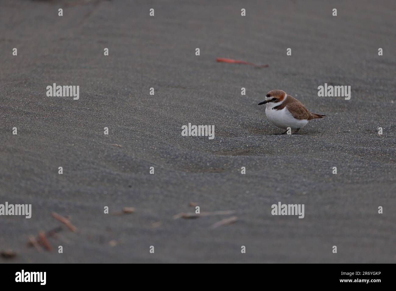 Kentish plover bird Charadrius alexandrinus at the beach in the Taiwan ...