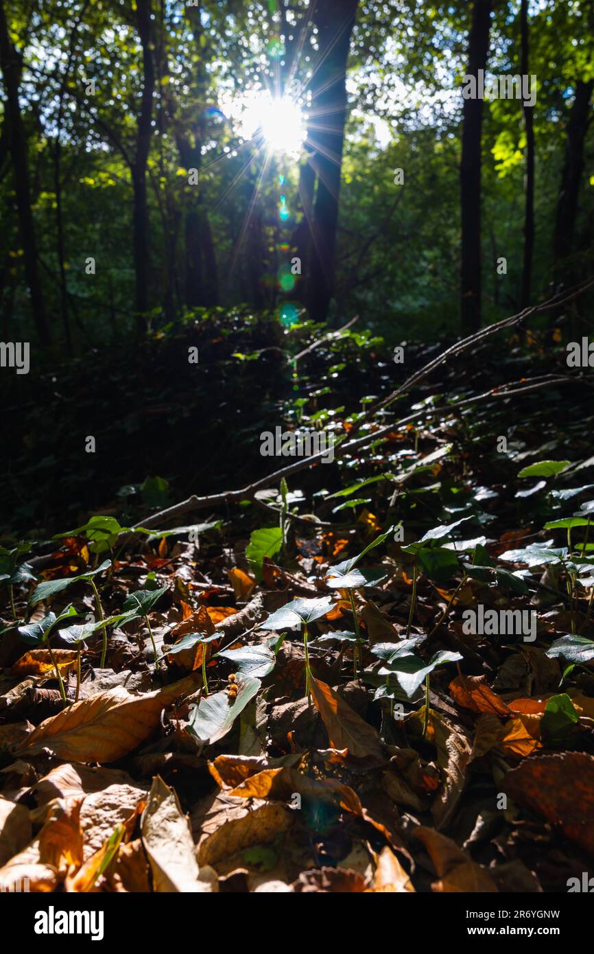 Plants and brown leaves on the forest ground in focus. biodiversity or ...